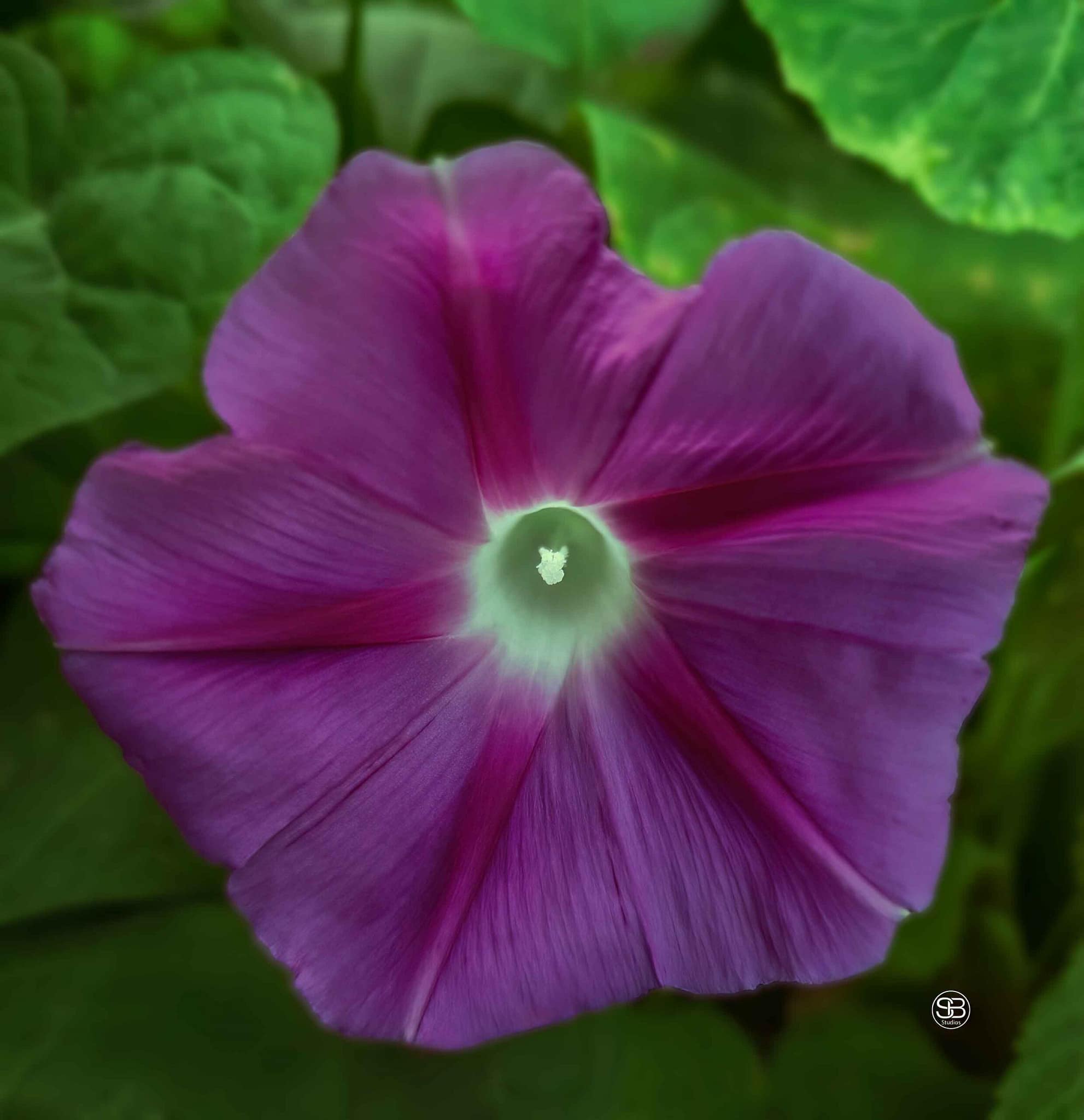 Steven Bergman Studios | Award-Winning Photography Atelier