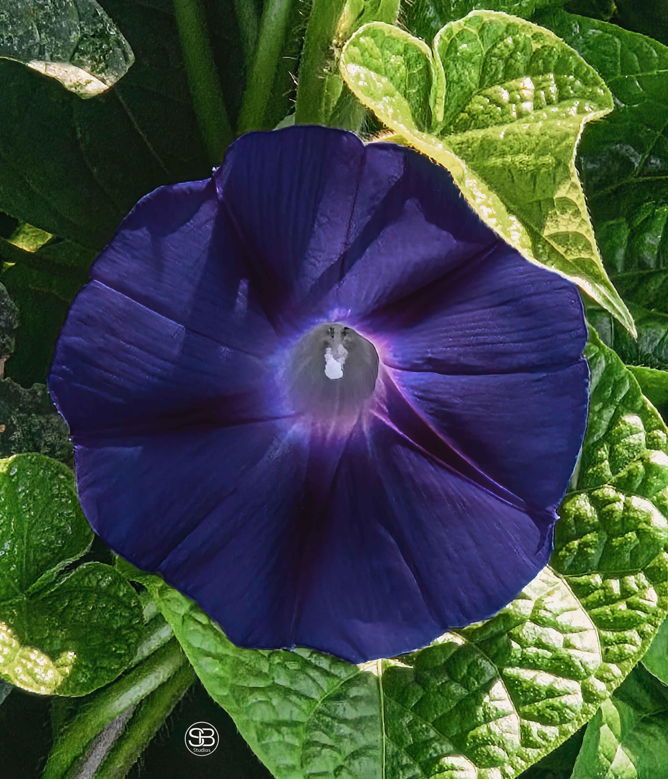 Steven Bergman Studios | Award-Winning Photography Atelier