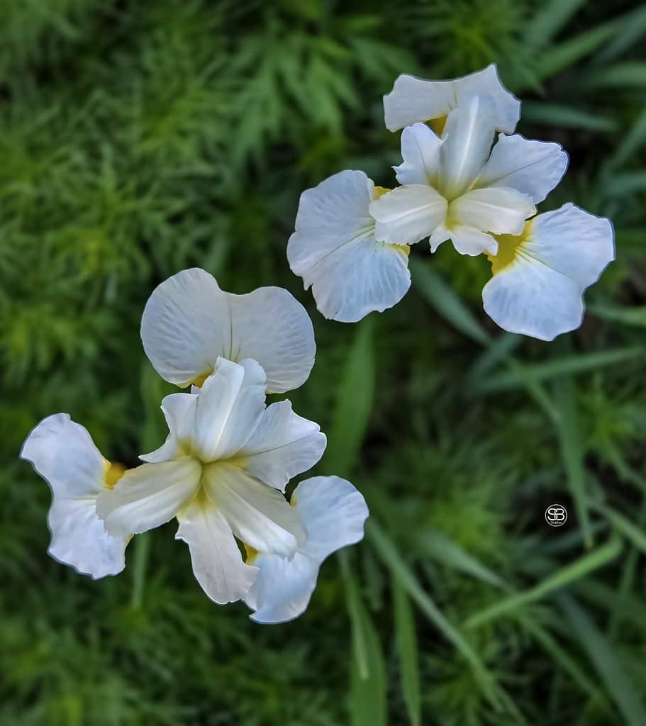 Whispers of Spring: White Iris Photography | SB Studios